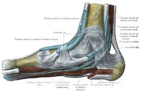 Anatomy Of The Achilles Tendon Functional Anatomy Of The Achilles